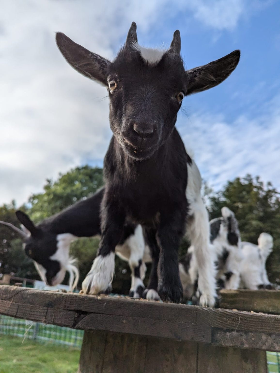 Woodgate Valley Urban Farm