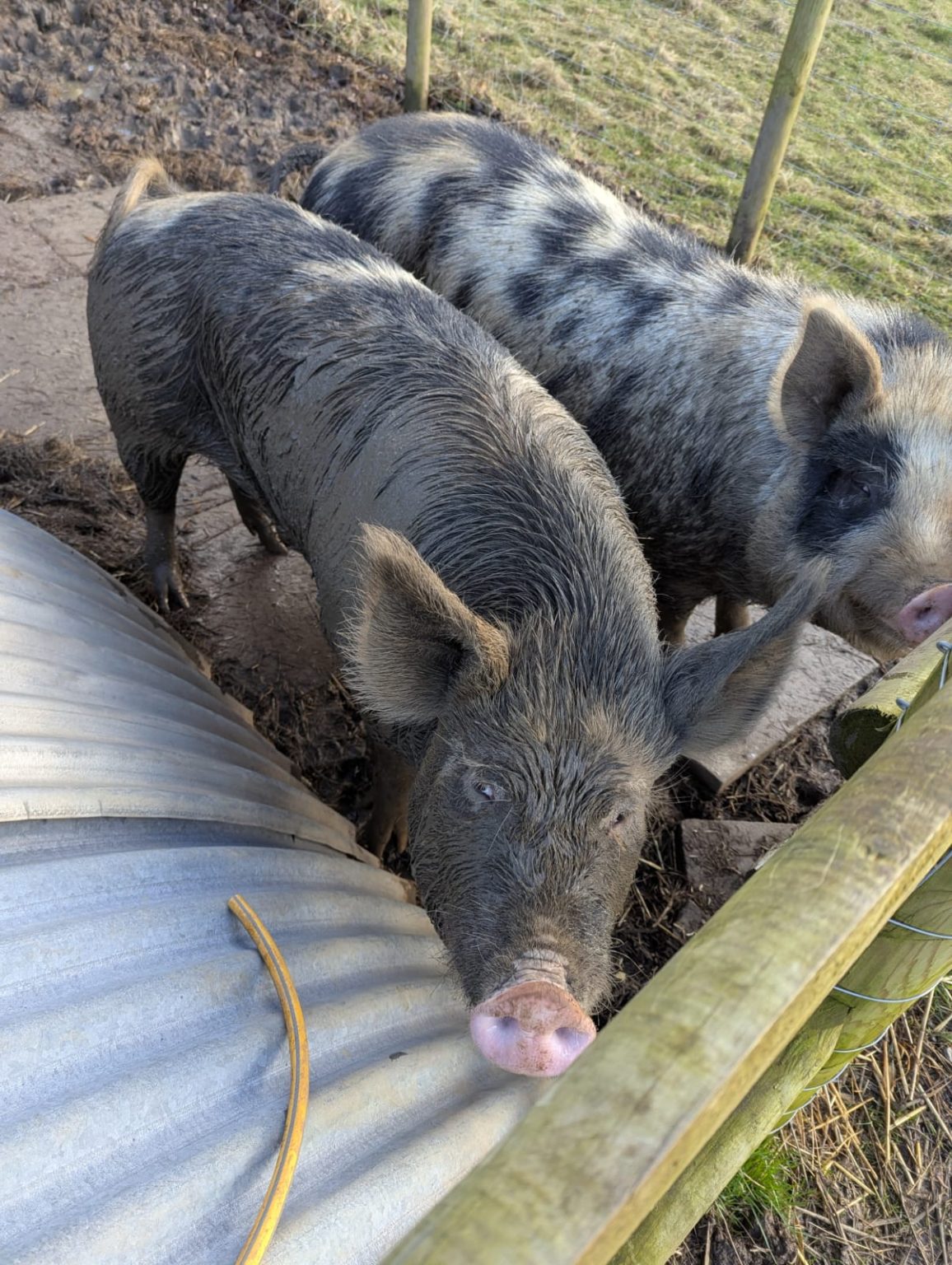 Woodgate Valley Urban Farm